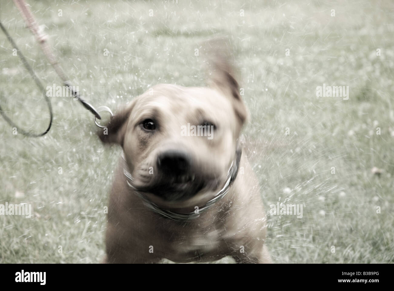 Half breed hi-res stock photography and images - Alamy