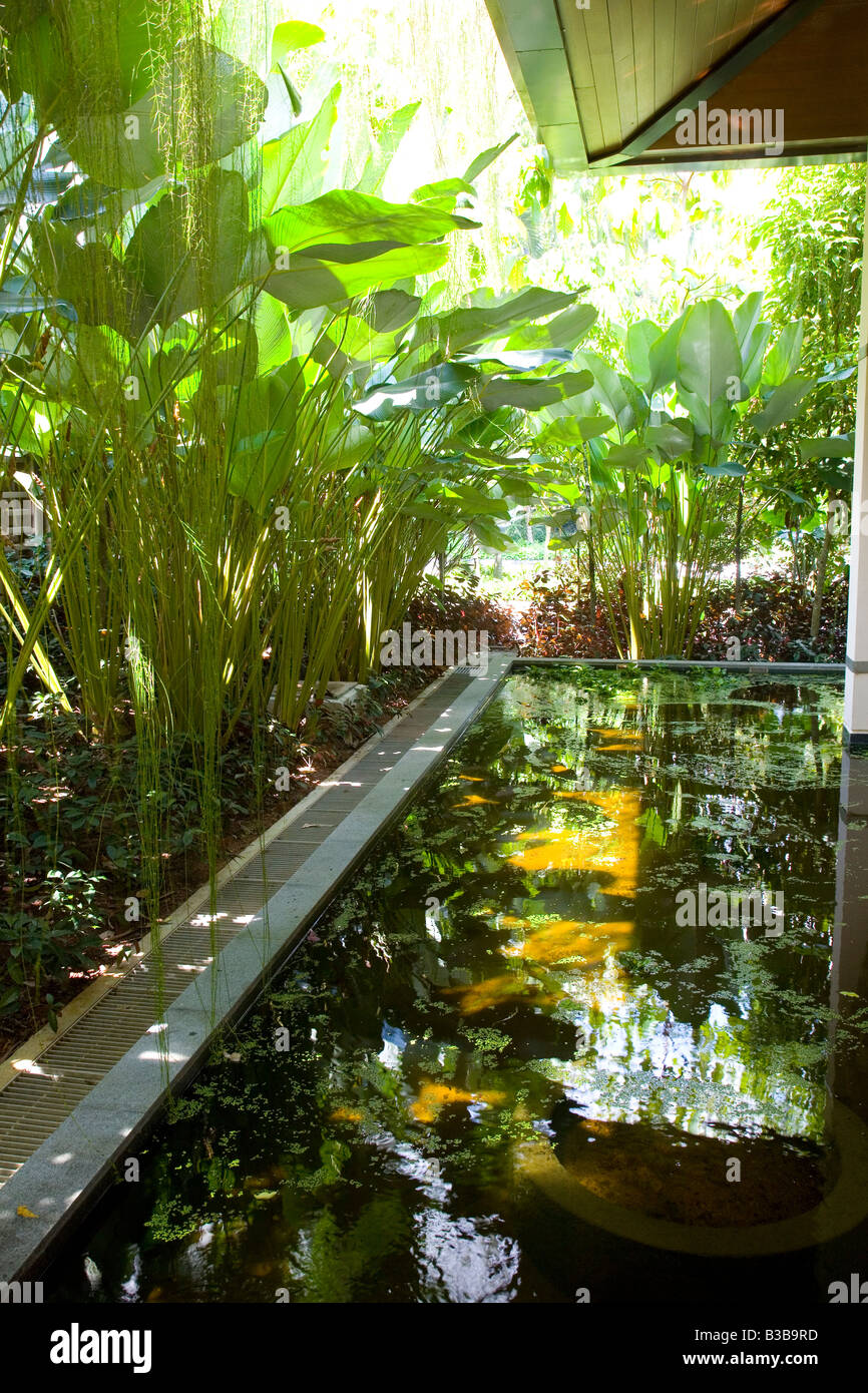 Tropical water feature with plants at Singapore Botanic Gardens Stock ...