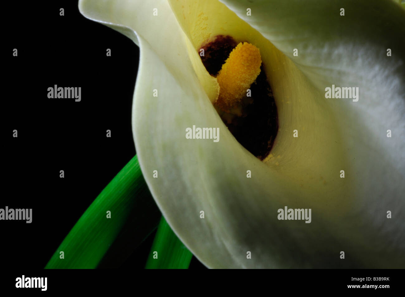 White lilly flower hi-res stock photography and images - Alamy