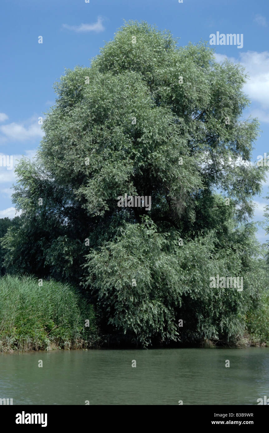 White Willow (Salix alba), tree in summer Stock Photo - Alamy