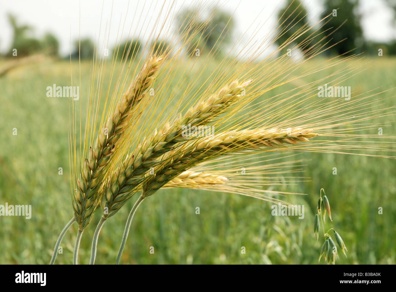 rye field in Poland Stock Photo - Alamy