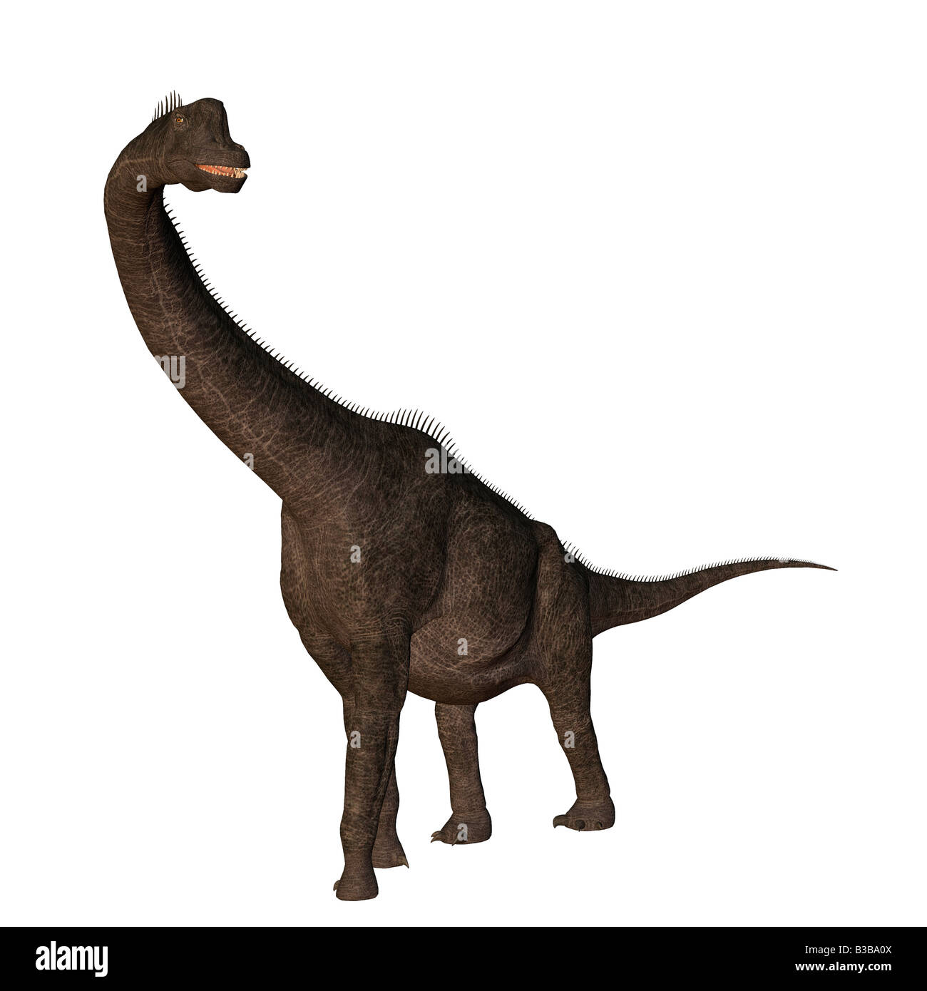 Dinosaur brachiosaurus Cut Out Stock Images & Pictures - Alamy
