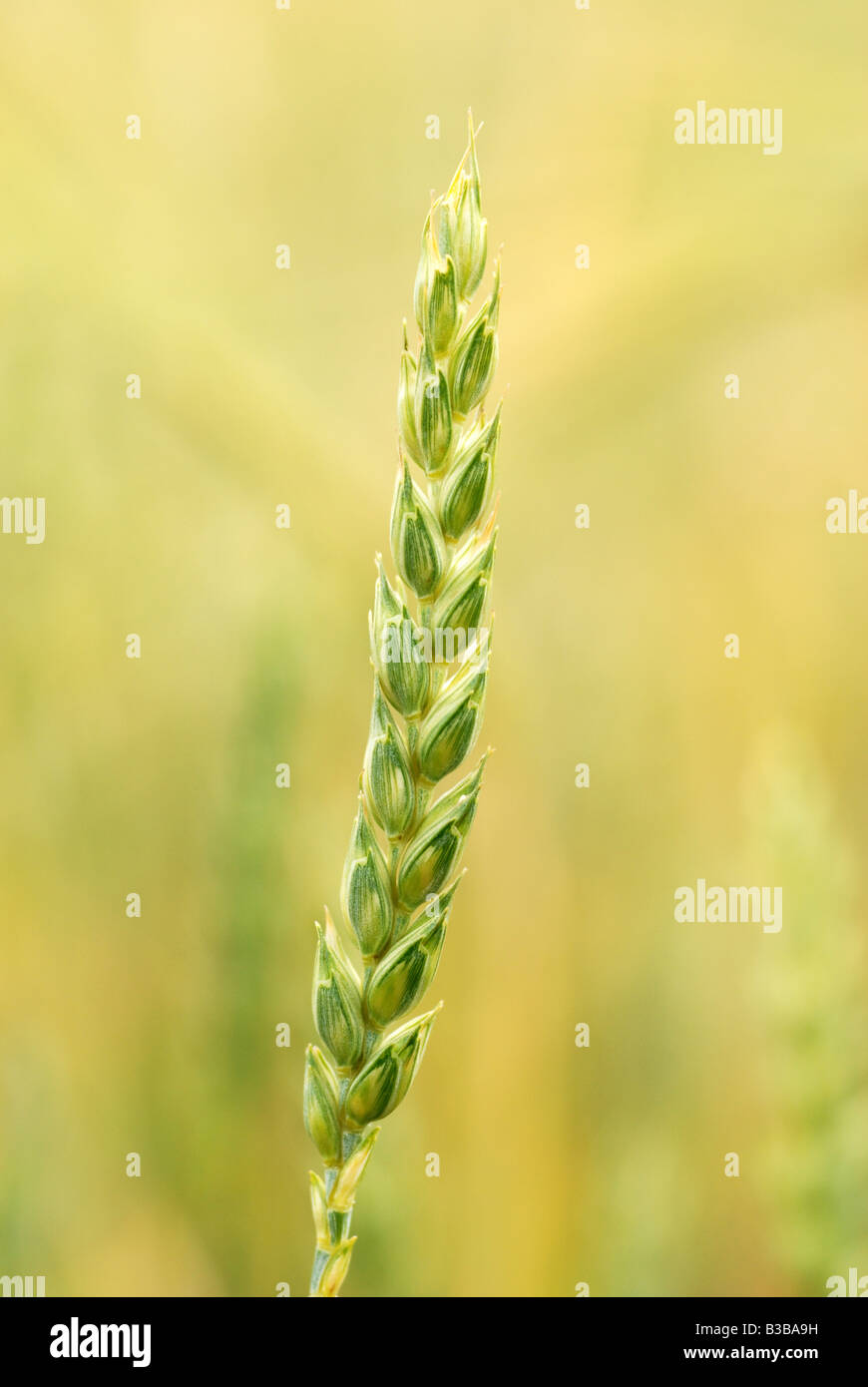 rye field in Poland Stock Photo - Alamy