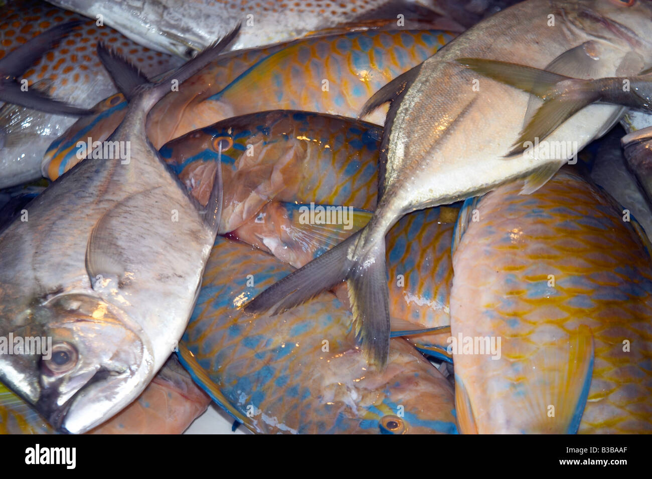 Mactan Island - Fresh fish for sale in Mactan City Stock Photo - Alamy