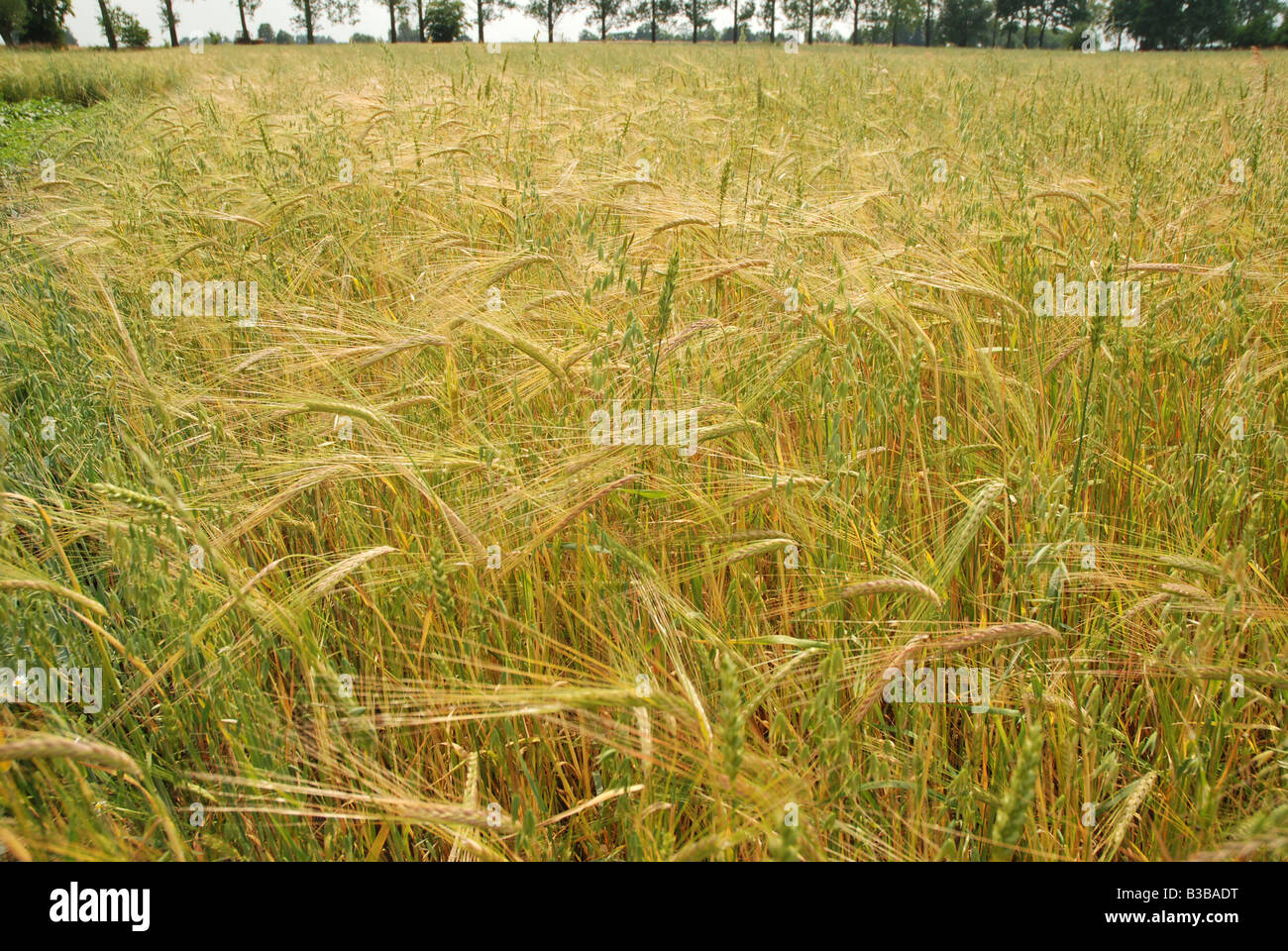 rye field in Poland Stock Photo - Alamy
