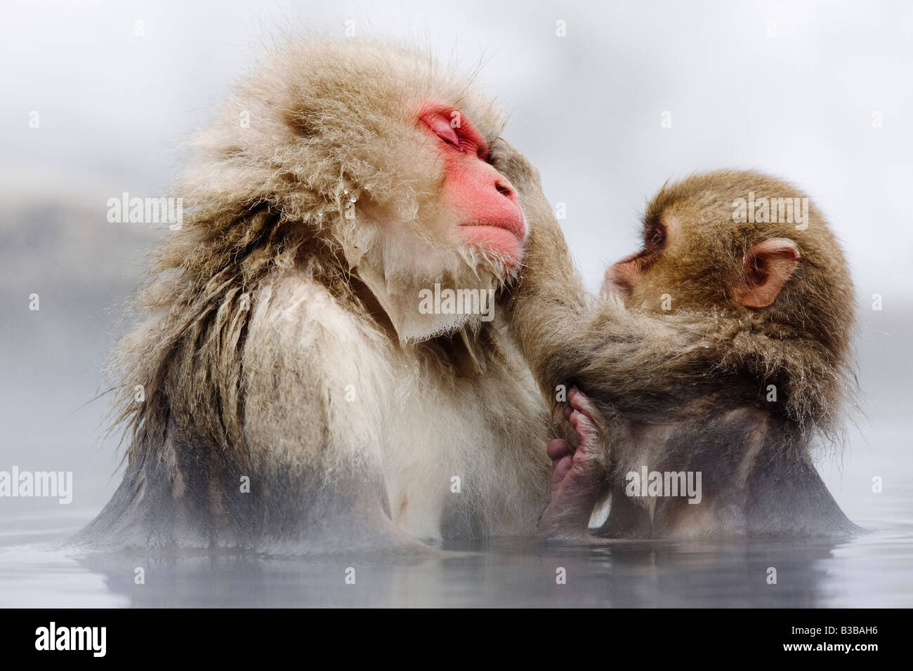 Japanese Macaques Grooming, Jigokudani Onsen, Nagano, Japan Stock Photo ...