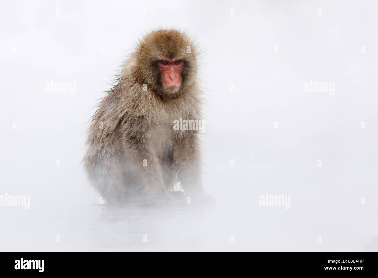Japanese macaque hi-res stock photography and images - Alamy