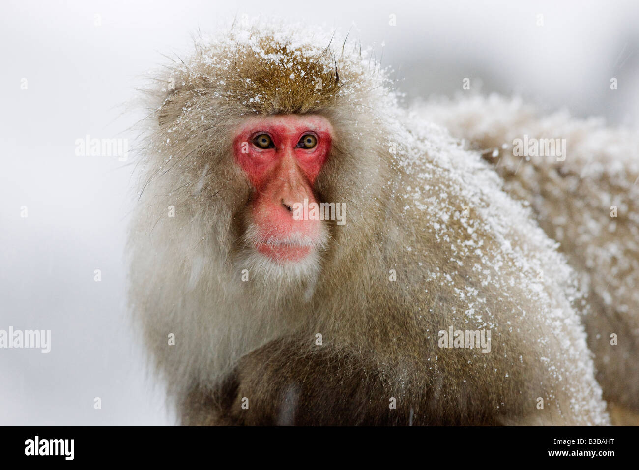 Portrait of Japanese Macaque, Jigokudani Onsen, Nagano, Japan Stock ...