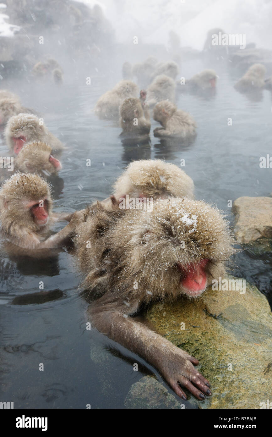 Japanese Macaques in Jigokudani Onsen, Nagano, Japan Stock Photo - Alamy