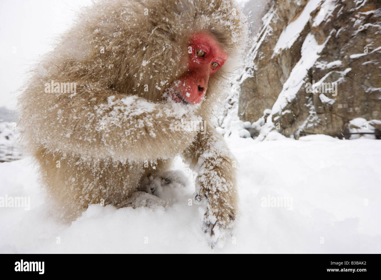 Japanese Macaque Foraging for Food, Jigokudani Onsen, Nagano, Japan ...