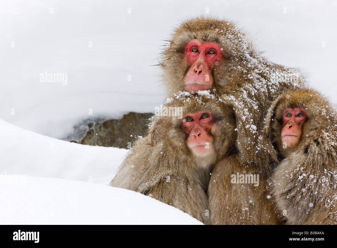 Japan wildlife hi-res stock photography and images - Alamy