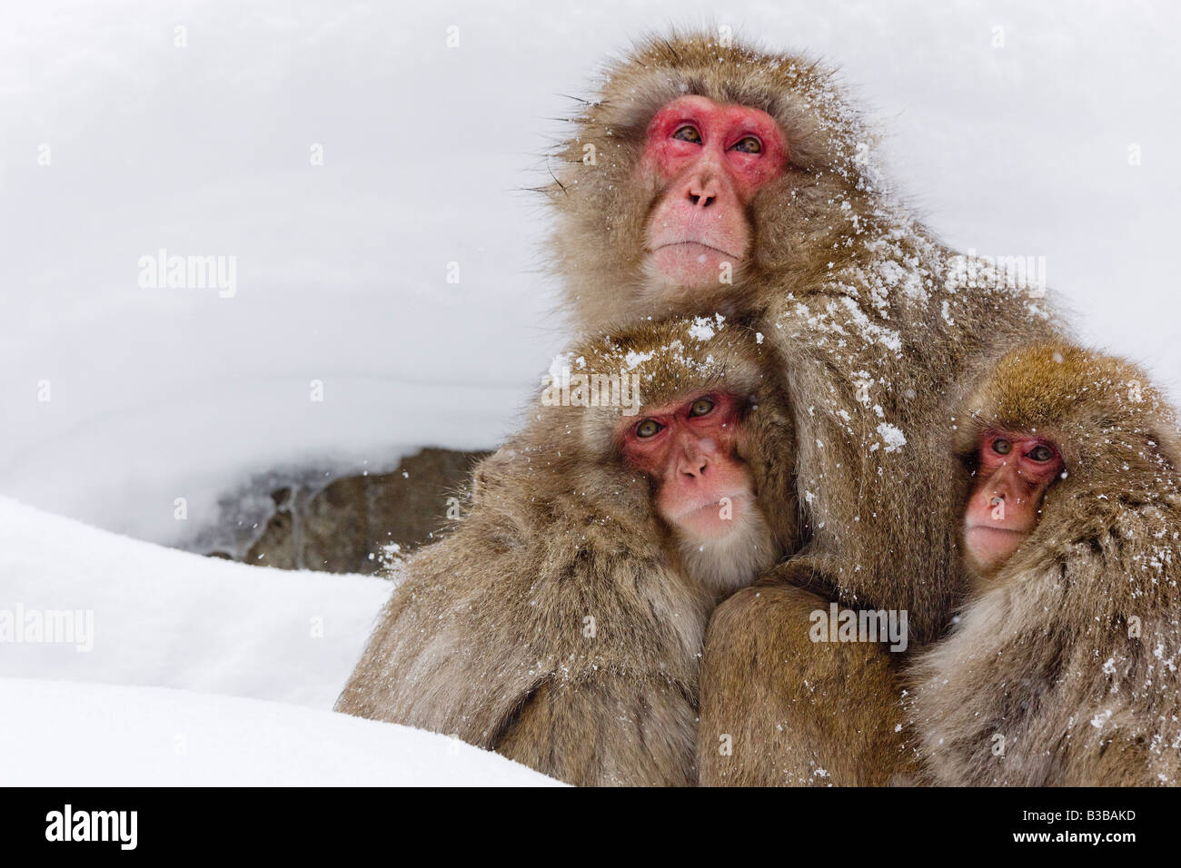 Portrait of Japanese Macaques, Jgokudani Onsen, Nagano, Japan Stock ...
