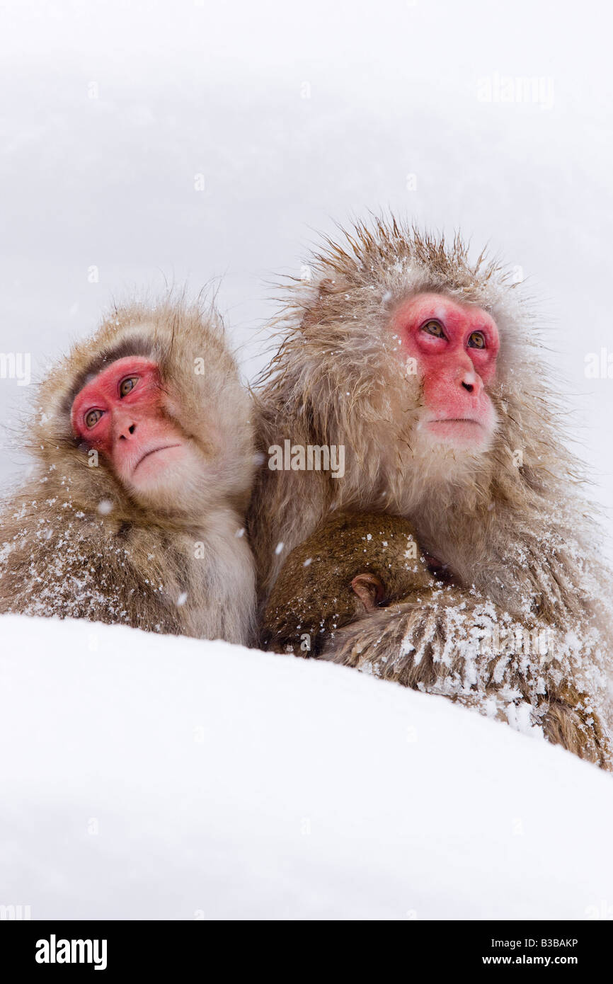 Japanese Macaques, Jigokudani Onsen, Nagano, Japan Stock Photo - Alamy
