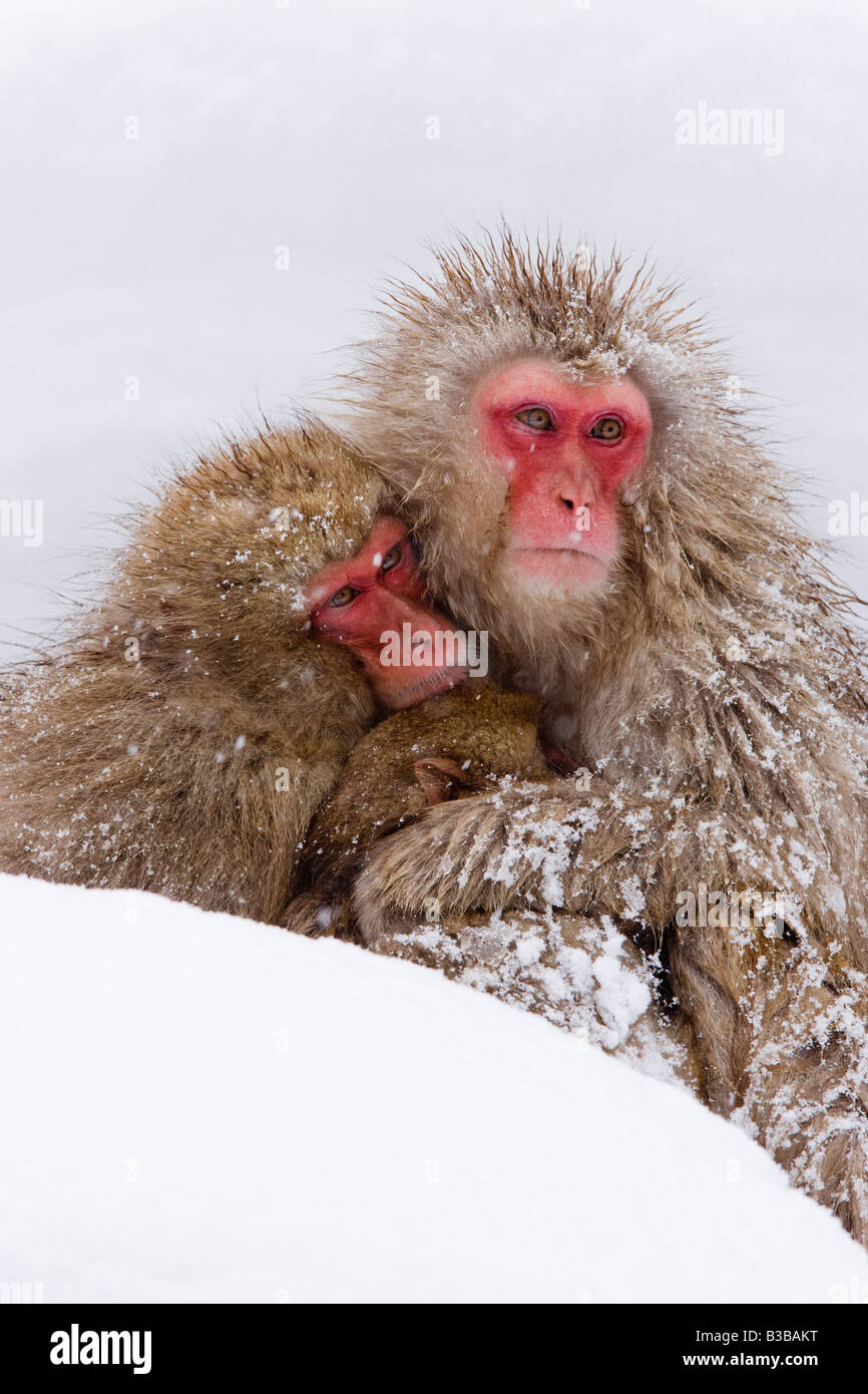 Japanese Macaques, Jigokudani Onsen, Nagano, Japan Stock Photo - Alamy