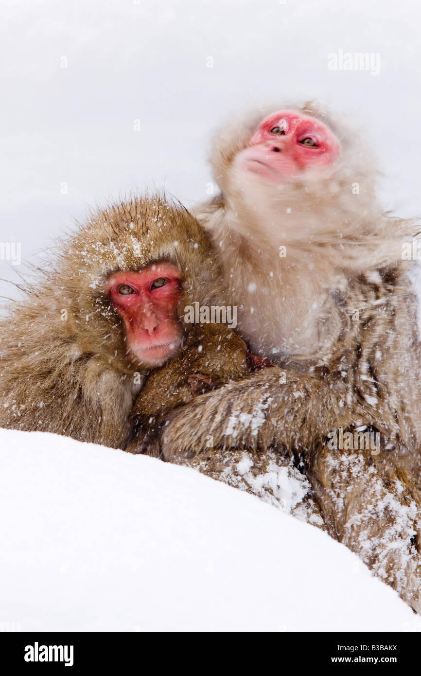 Japanese Macaques, Jigokudani Onsen, Nagano, Japan Stock Photo - Alamy