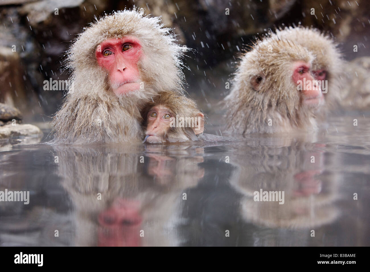 Japanese Macaques in Jigokudani Onsen, Nagano, Japan Stock Photo - Alamy