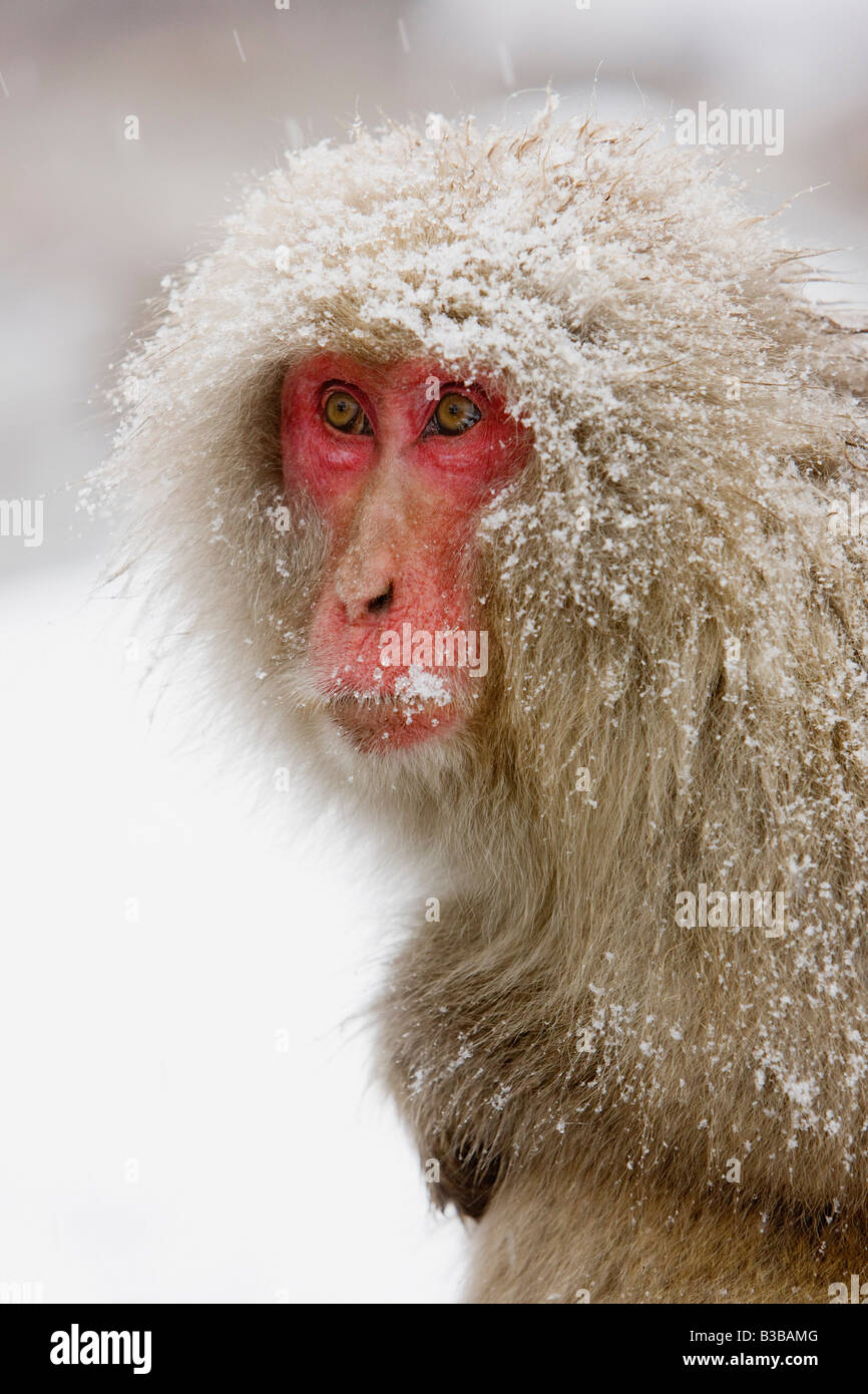 Portrait of Japanese Macaque, Jigokudani Onsen, Nagano, Japan Stock ...
