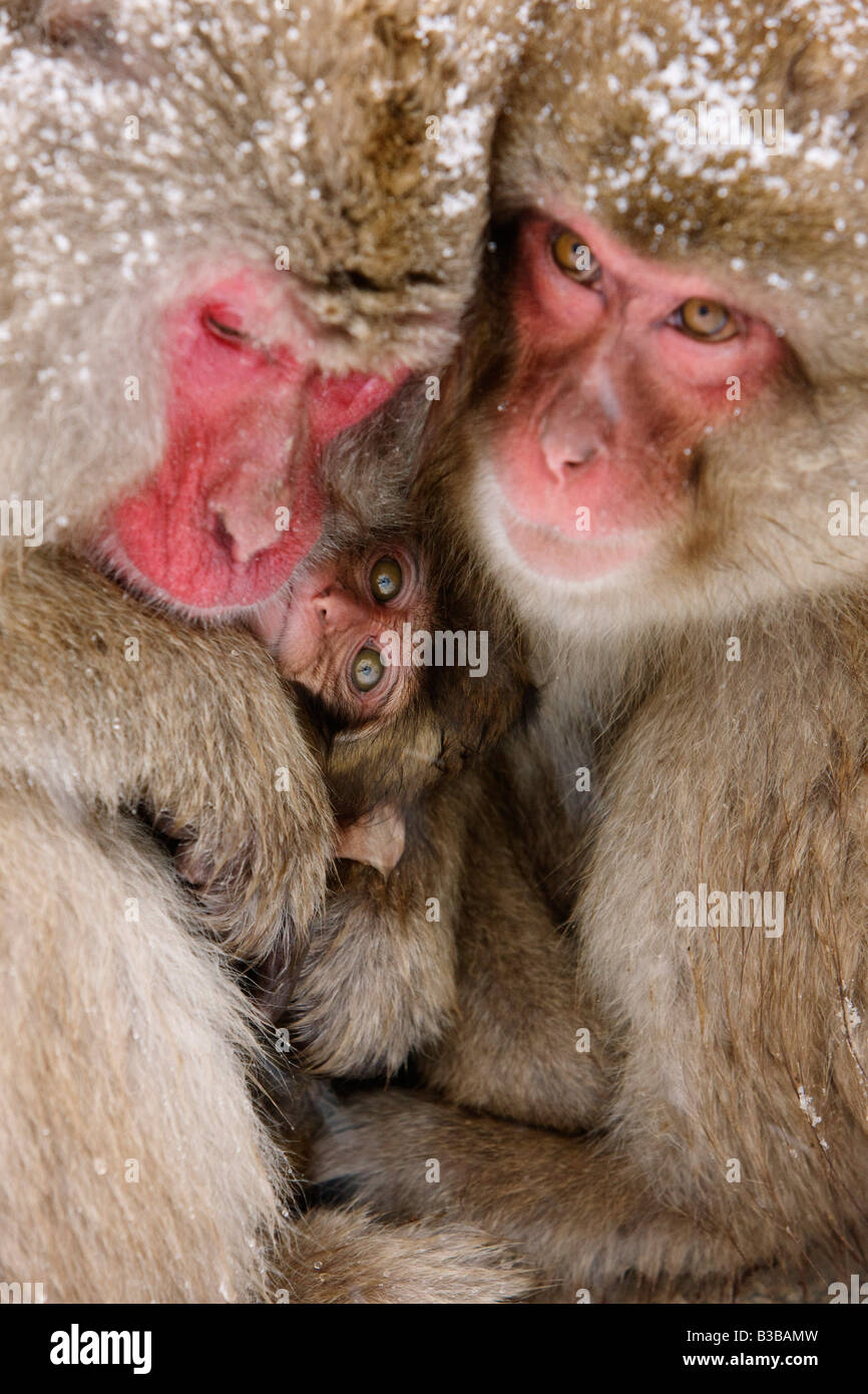 Japanese Macaques Huddled Together, Jigokudani Onsen, Nagano, Japan ...
