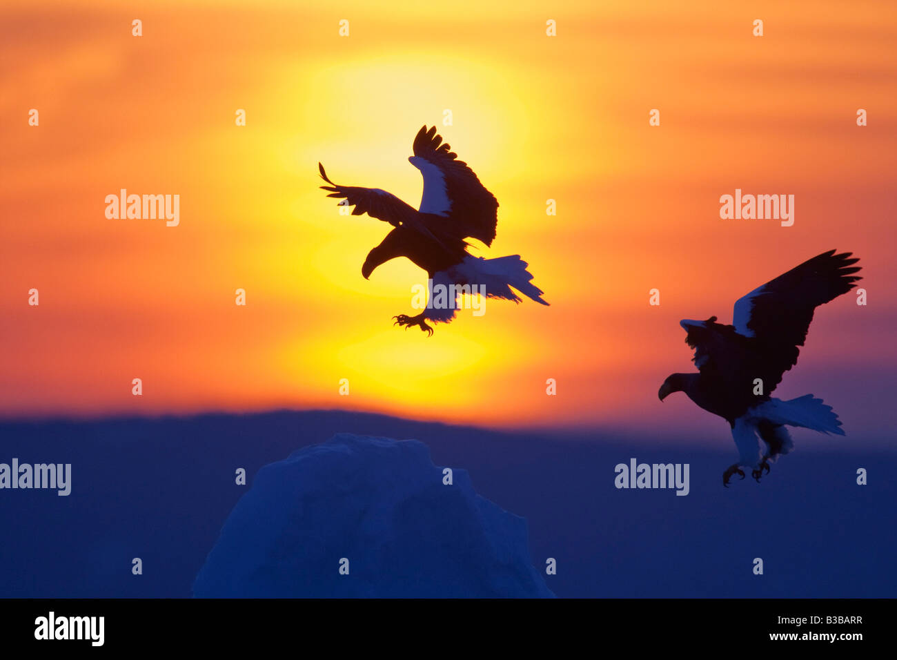 Eagles at sunset hi-res stock photography and images - Alamy