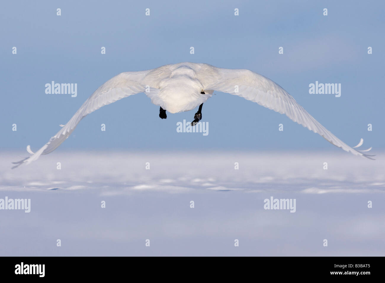 Whooper Swan in Flight, Shiretoko Peninsula, Hokkaido, Japan Stock ...