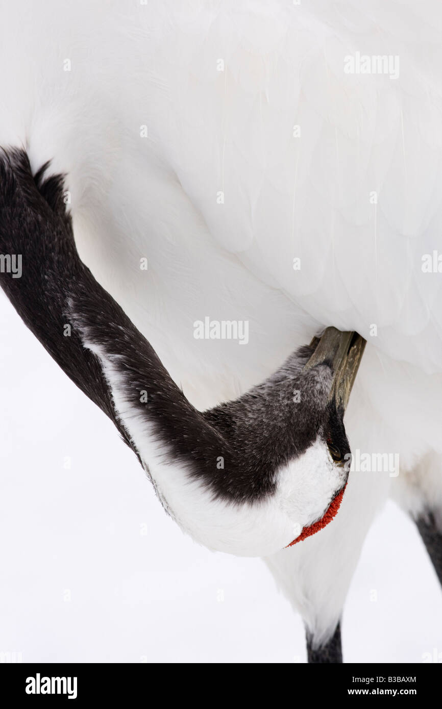 Red-crowned Crane Preening Stock Photo - Alamy