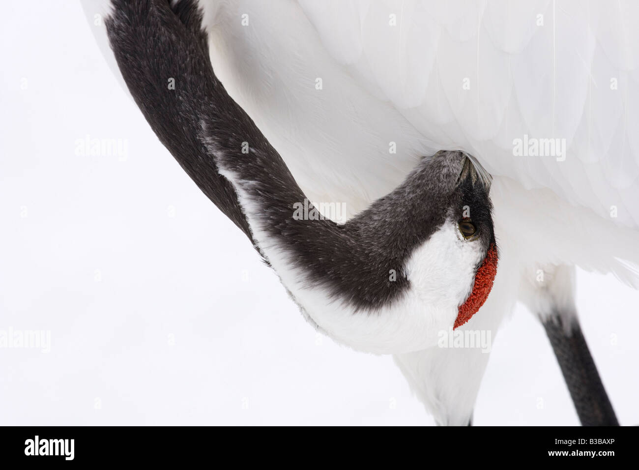 Red-crowned Crane Preening Stock Photo - Alamy