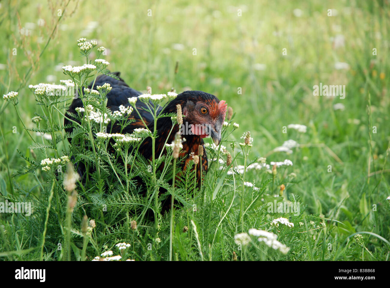 Hen searching bugs on a meadow Stock Photo - Alamy