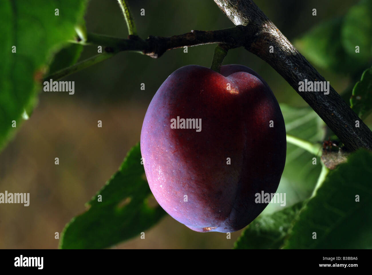 plum on a tree Stock Photo - Alamy