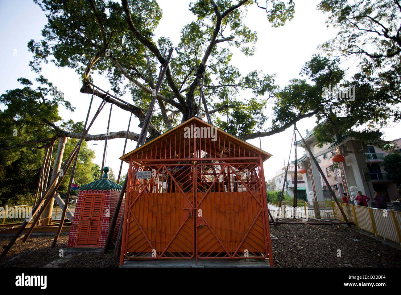 Lam Tsuen Wishing Tree, New Territories, Hong Kong, China Stock Photo ...