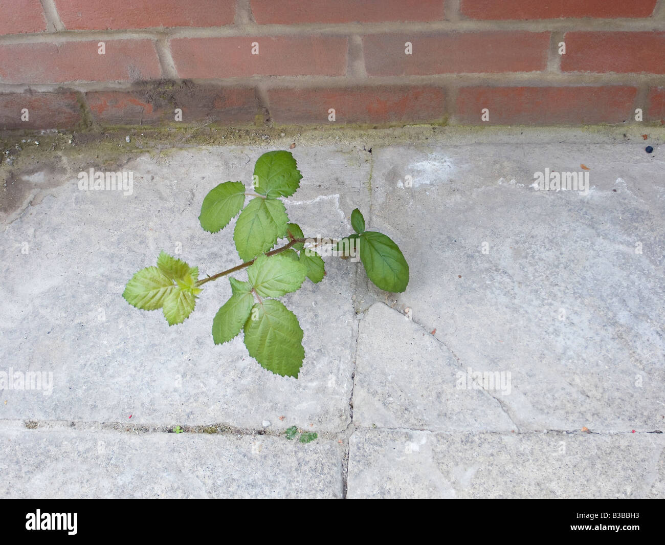 Single bramble stem growing up through a gap in paving stones. Sussex ...