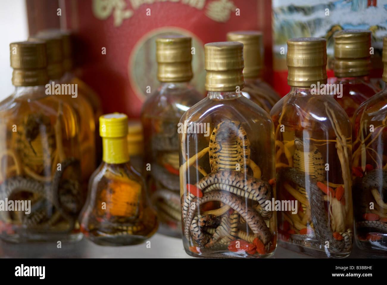 Snake Wine, Hanoi, Vietnam Stock Photo - Alamy
