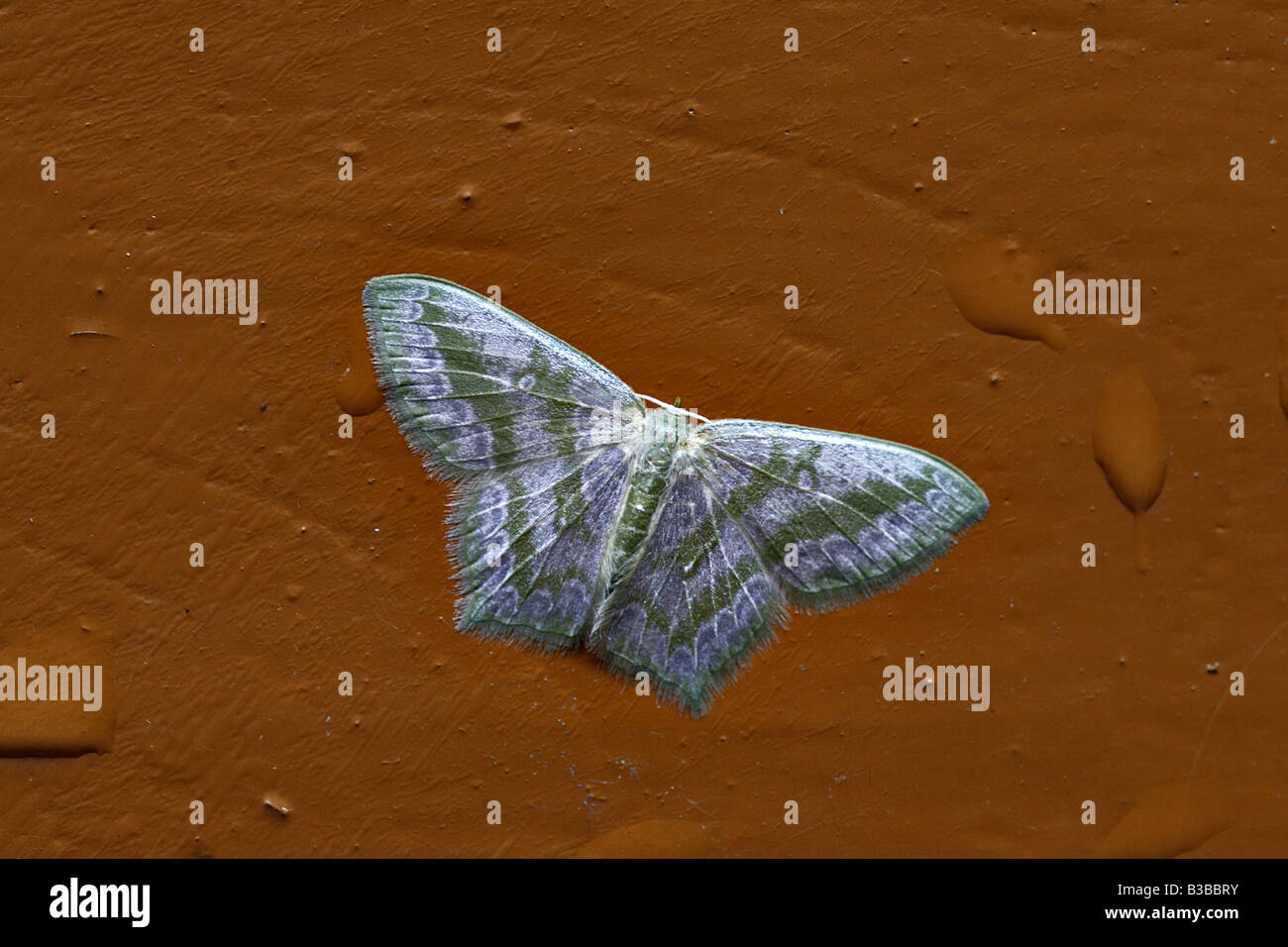 Moth on a painted door in India Stock Photo - Alamy