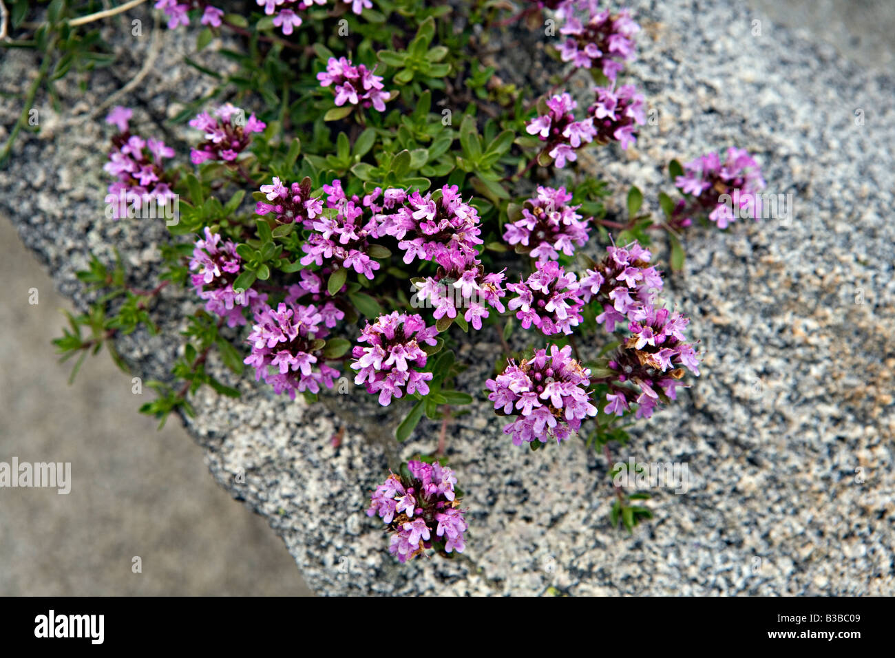 Blooming flowers in World Heritage Site Pirin National Park Bulgaria ...