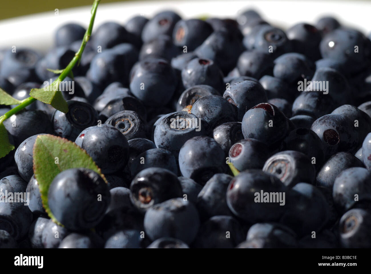 Polish forest hi-res stock photography and images - Alamy