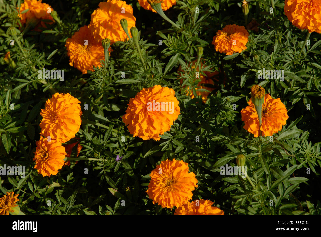 Marigold edible flowers hi-res stock photography and images - Alamy
