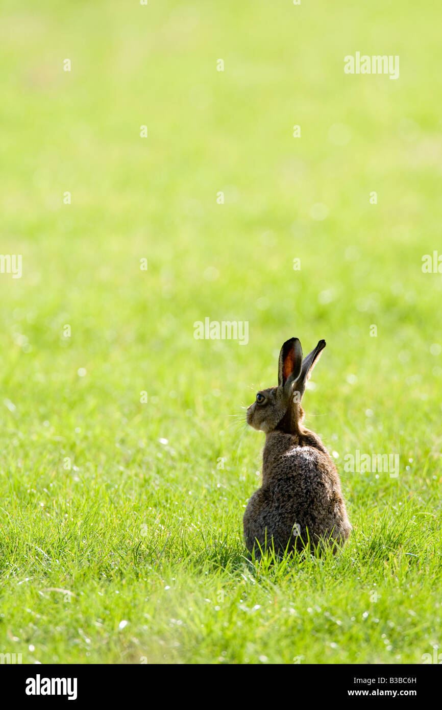 European hare great britain hi-res stock photography and images - Alamy