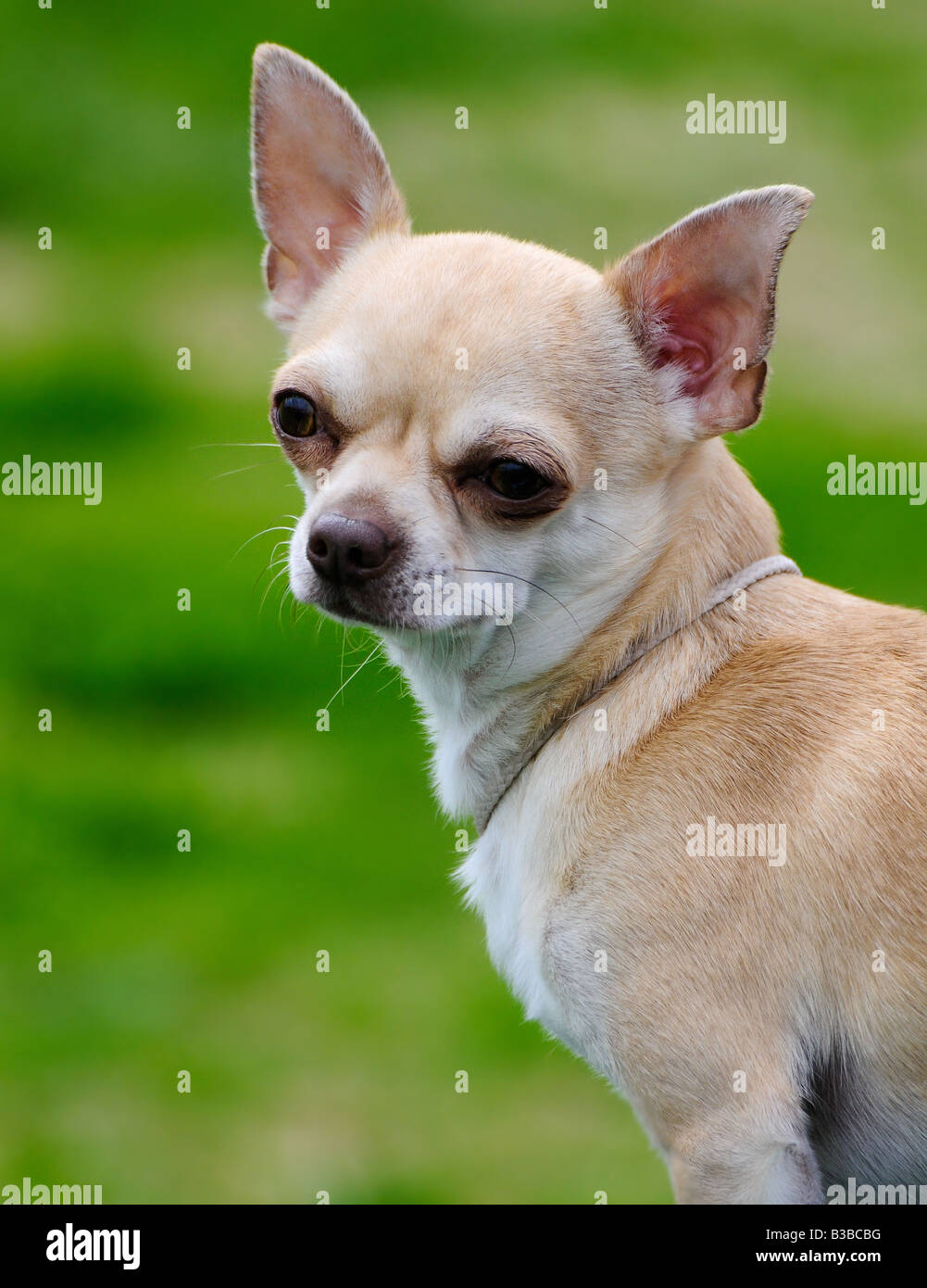 beautiful Chihuahua dog posing at a dog show Stock Photo - Alamy