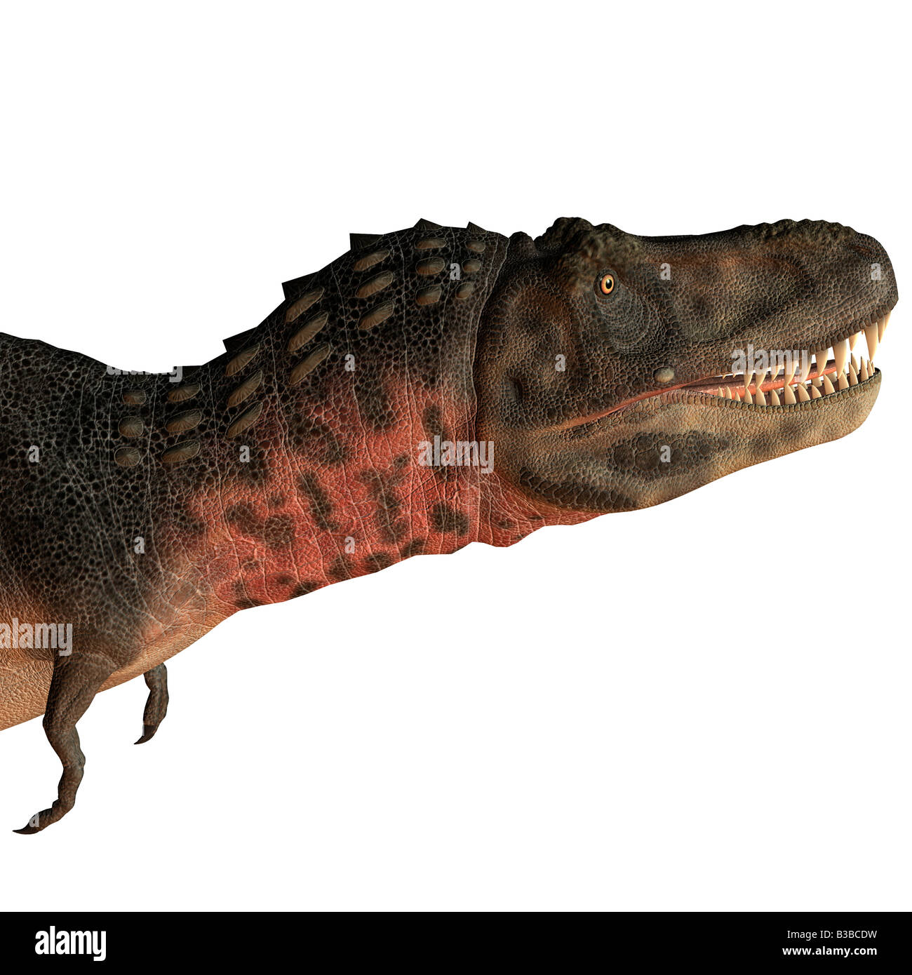 Dinosaur dinosaurs extinct tarbosaurus hi-res stock photography and ...