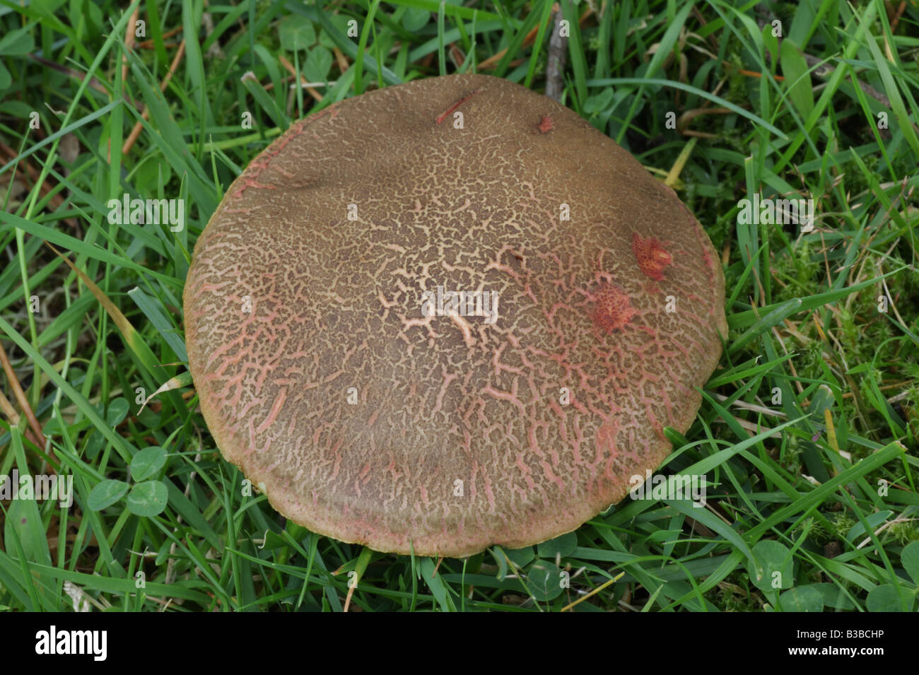 Red cracking boletus hi-res stock photography and images - Alamy