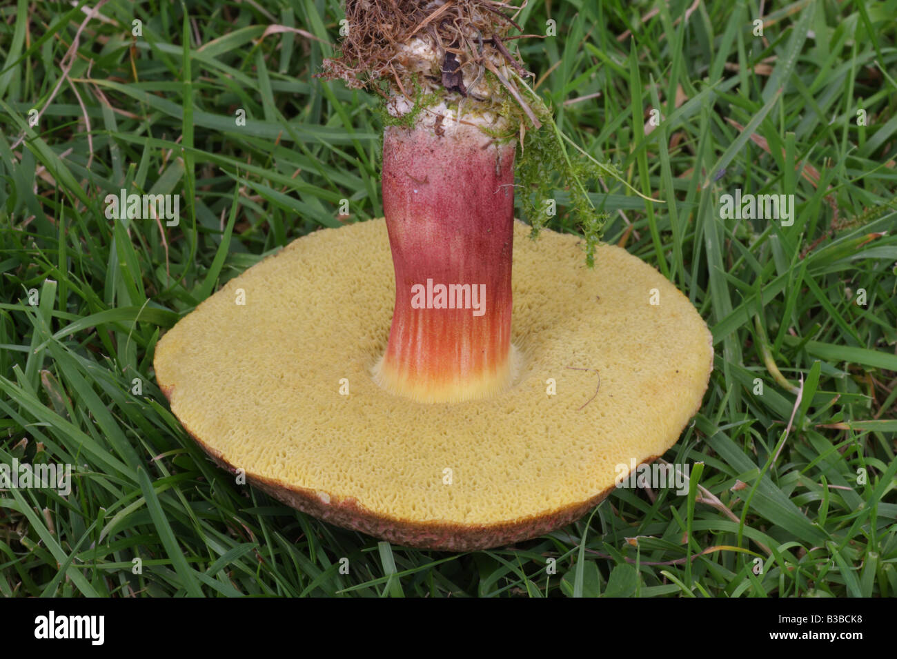 Red Cracking Bolete Mushroom High Resolution Stock Photography and ...