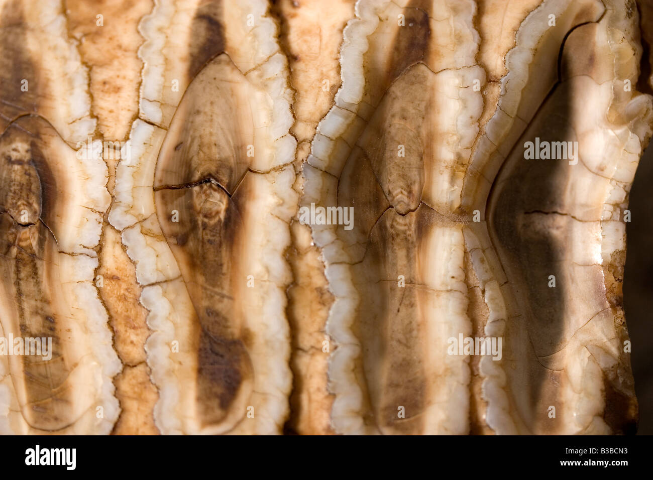 Elephants tooth Loxodonta africana Stock Photo - Alamy