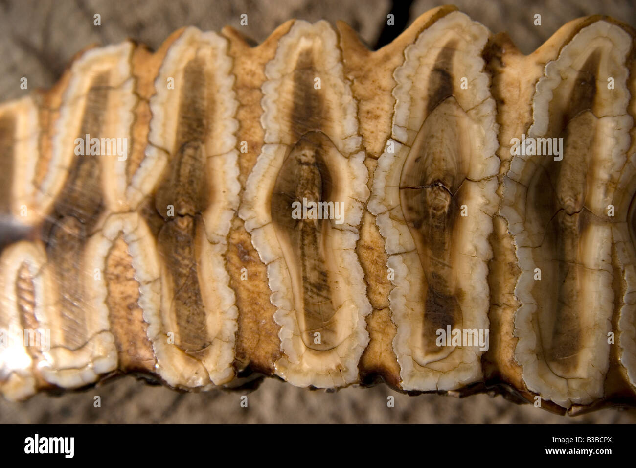 Elephant molar tooth hi-res stock photography and images - Alamy