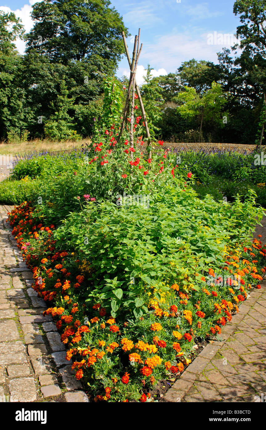 Pea bed hi-res stock photography and images - Alamy