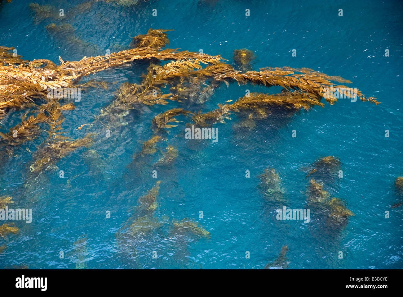 Giant Bladder Kelp Macrocystis pyrifera Stock Photo - Alamy