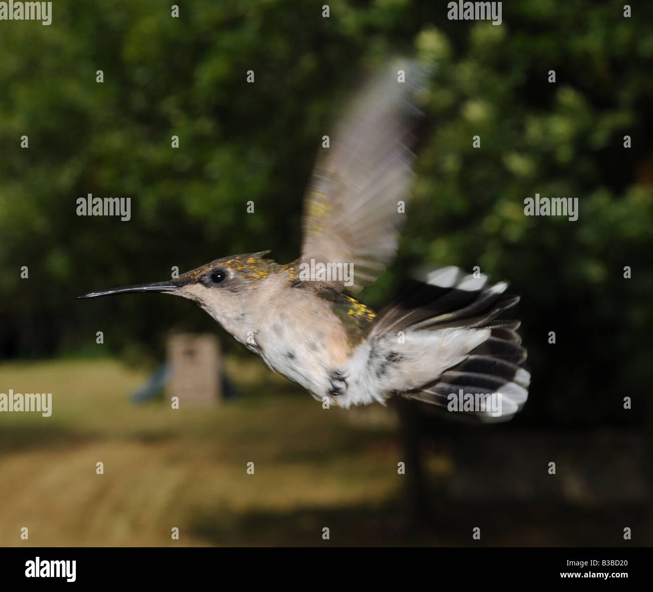 Female hummingbird hi-res stock photography and images - Alamy