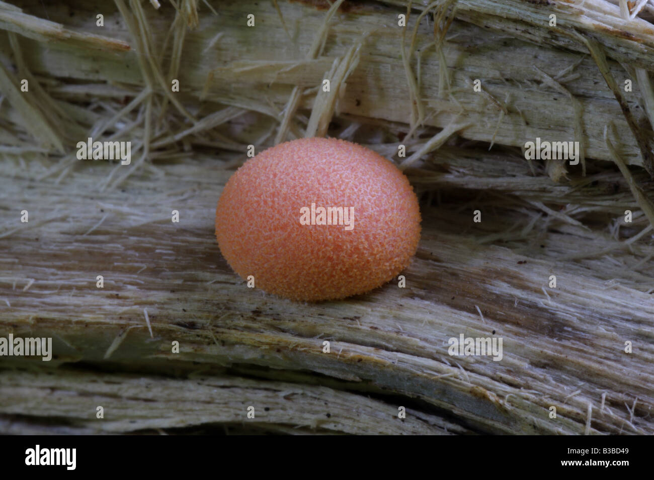 Lycogala terrestre hi-res stock photography and images - Alamy