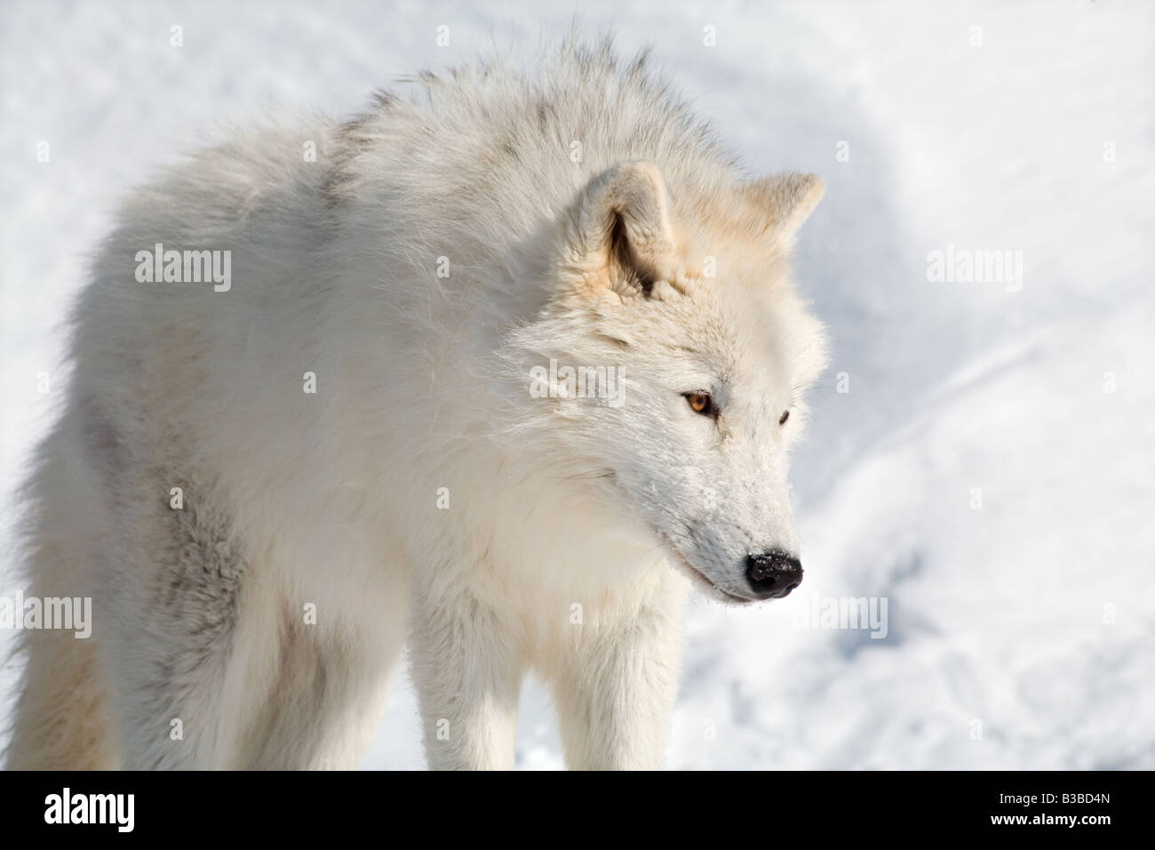 Arctic wolf snow hi-res stock photography and images - Alamy