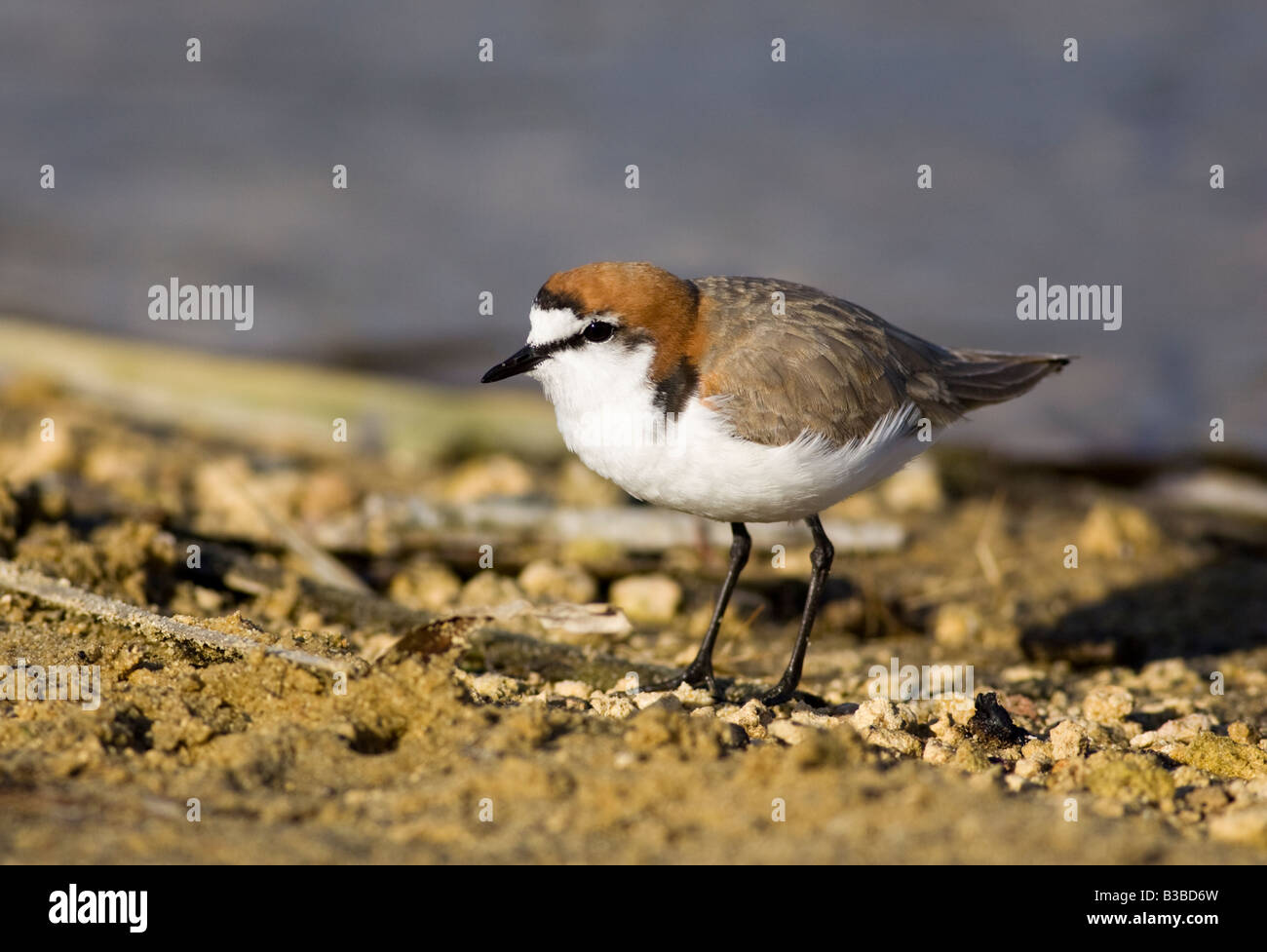 Male red capped plover hi-res stock photography and images - Alamy
