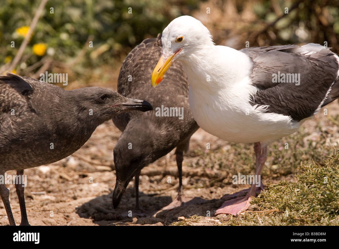 Western Gulls Larus occidentalis Stock Photo - Alamy