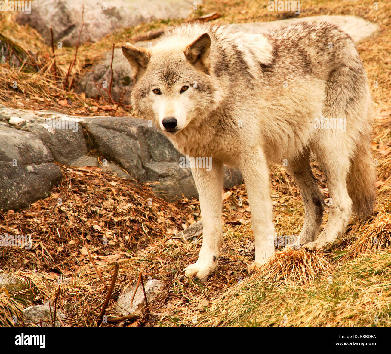This is a young gray wolf looking at the camera Stock Photo - Alamy